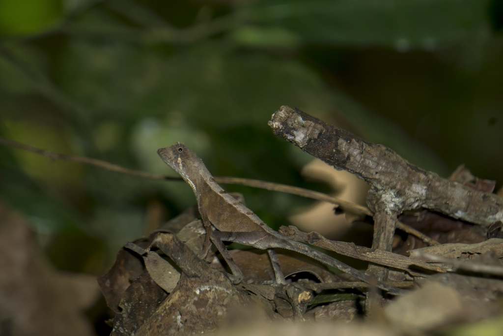 Indian Kangaroo Lizard in January 2020 by Noble John · iNaturalist