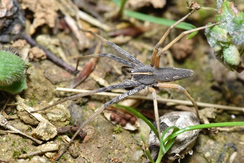 Pisaura sublama · iNaturalist