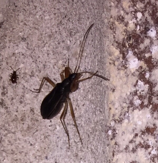 Pseudopamera from Harlem-Grovetown Rd, Harlem, GA, US on June 4, 2020 ...