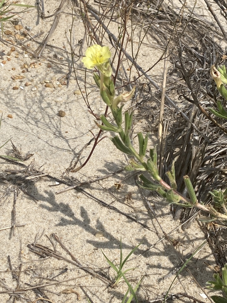 Seabeach Evening-primrose from Fenwick Island, Bethany Beach, DE, US on ...