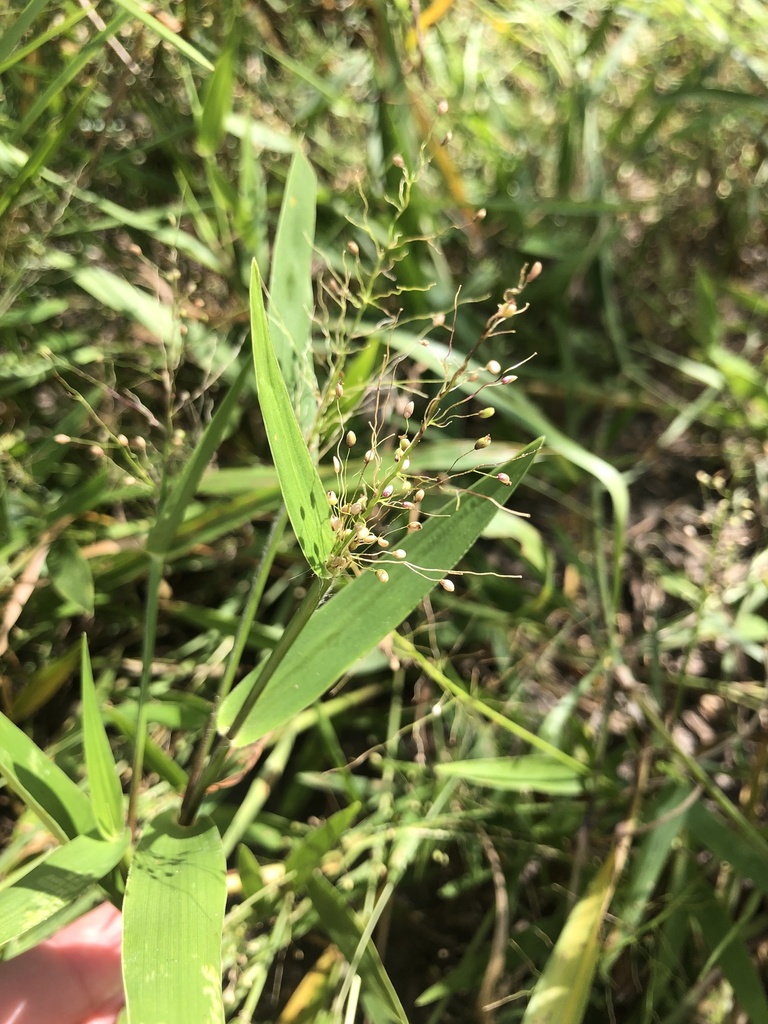 variable witchgrass from Hamblen Rd, Houston, TX, US on July 26, 2021 ...