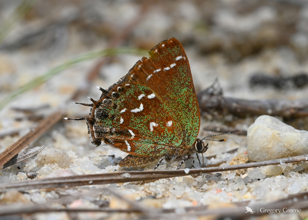 Hessel's Hairstreak in July 2021 by Gregory Greene · iNaturalist