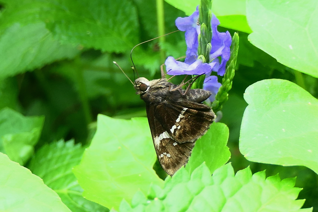 Tree Flitter from 香港 on July 16, 2021 at 10:18 AM by K W Liu · iNaturalist