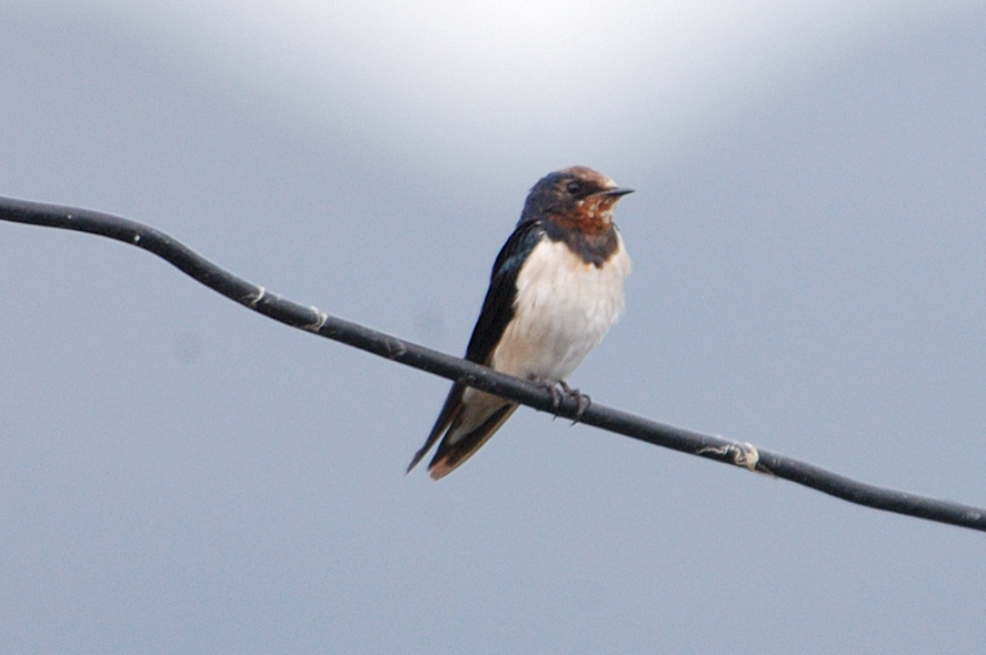Barn Swallow from Talisay, Batangas, Philippines on February 9, 2005 at ...