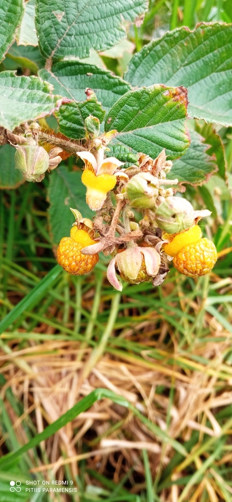 Yellow Himalayan Raspberry from Duitama, Boyacá, Colombia on July 25 ...