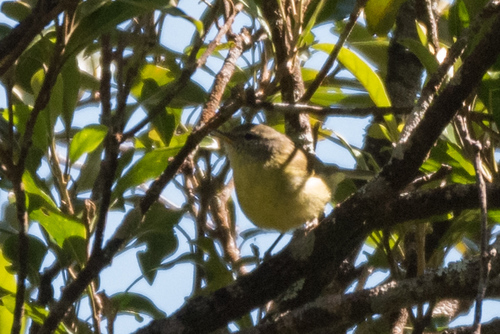 Timor Leaf Warbler (Flores) (Subspecies Phylloscopus presbytes ...
