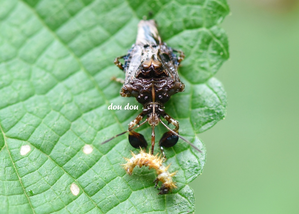 Cazira frivaldskyi from 中国浙江省杭州市临安区天目山 on June 28, 2021 at 09:17 AM by ...