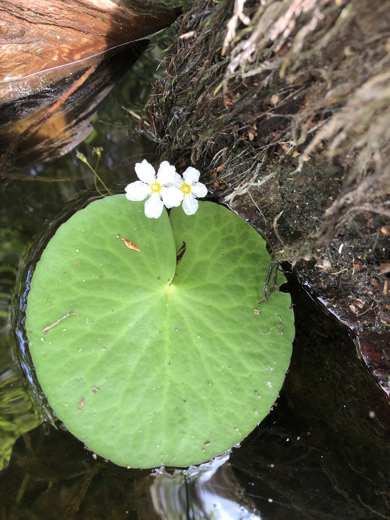 Big Floatingheart from Lake Waccamaw State Park, Lake Waccamaw, NC, US ...