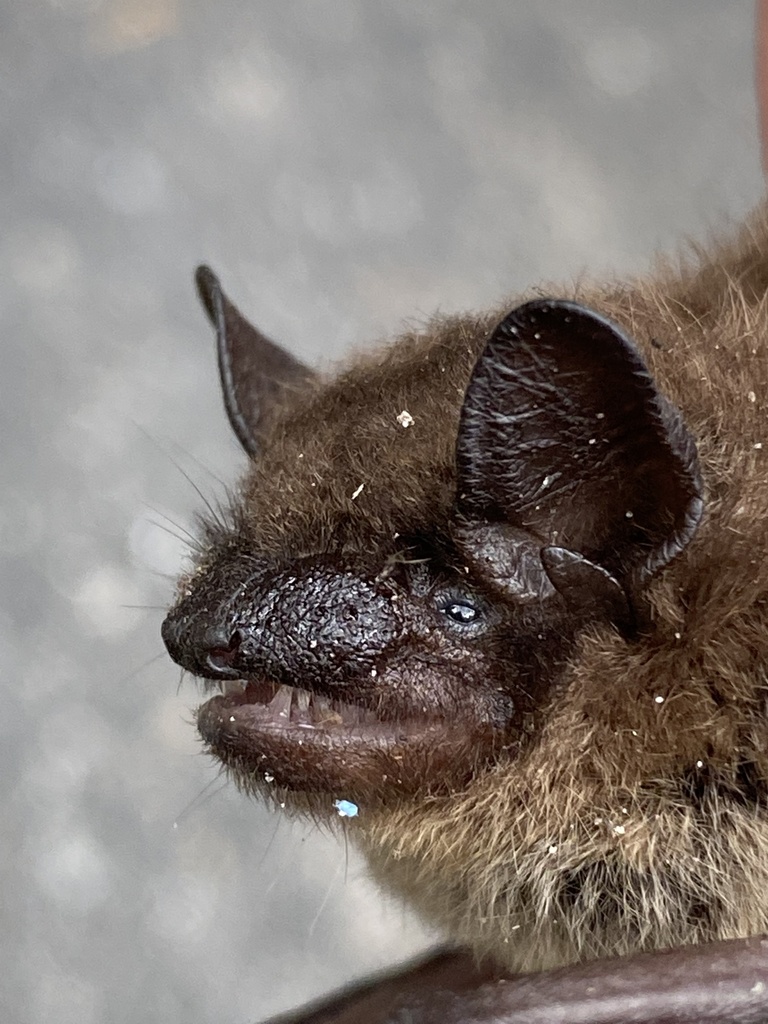 Evening Bat from S Wandering Path, Homosassa, FL, US on October 21 ...