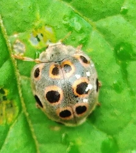 Henosepilachna ocellata · iNaturalist