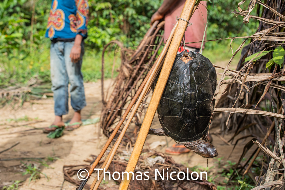 African Keeled Mud Turtle from Oshwe, République démocratique du Congo ...