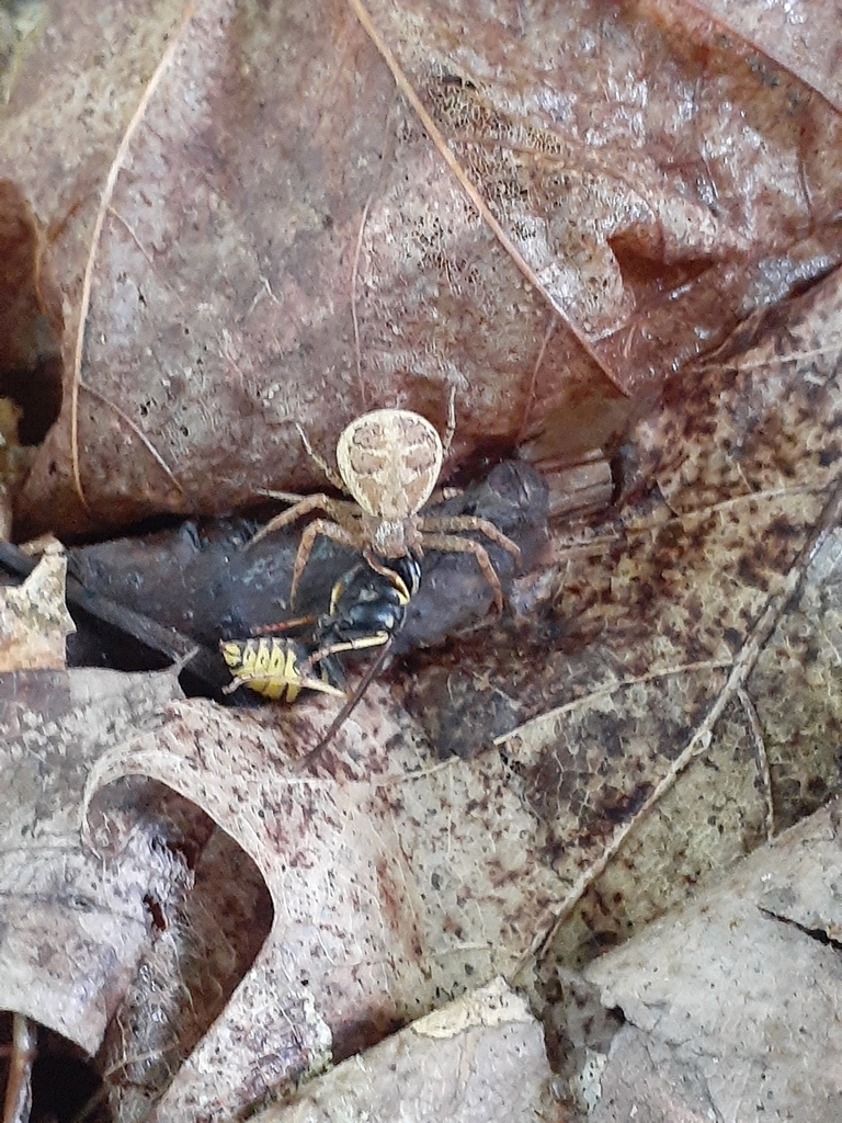 Ground Crab Spiders from Port Leyden, NY 13433, USA on July 14, 2021 at ...