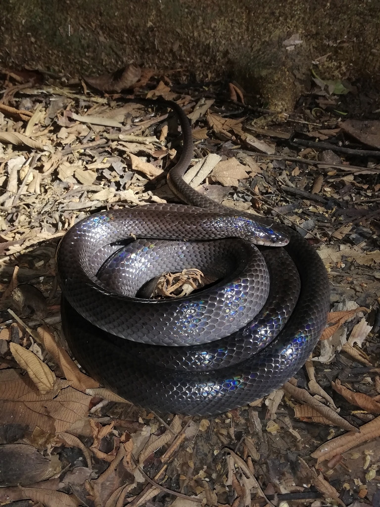Common Mussurana from Osa Peninsula, Puntarenas Province, Costa Rica on ...