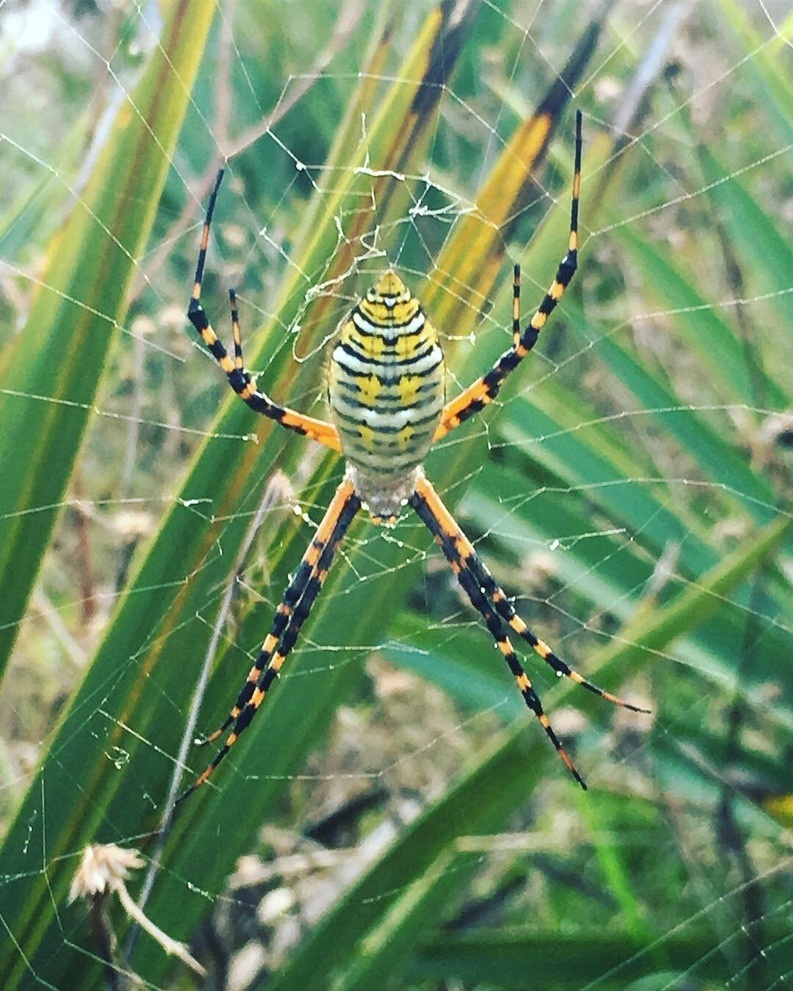 Banded Garden Spider from Brazoria County, TX, USA on October 25, 2018 ...