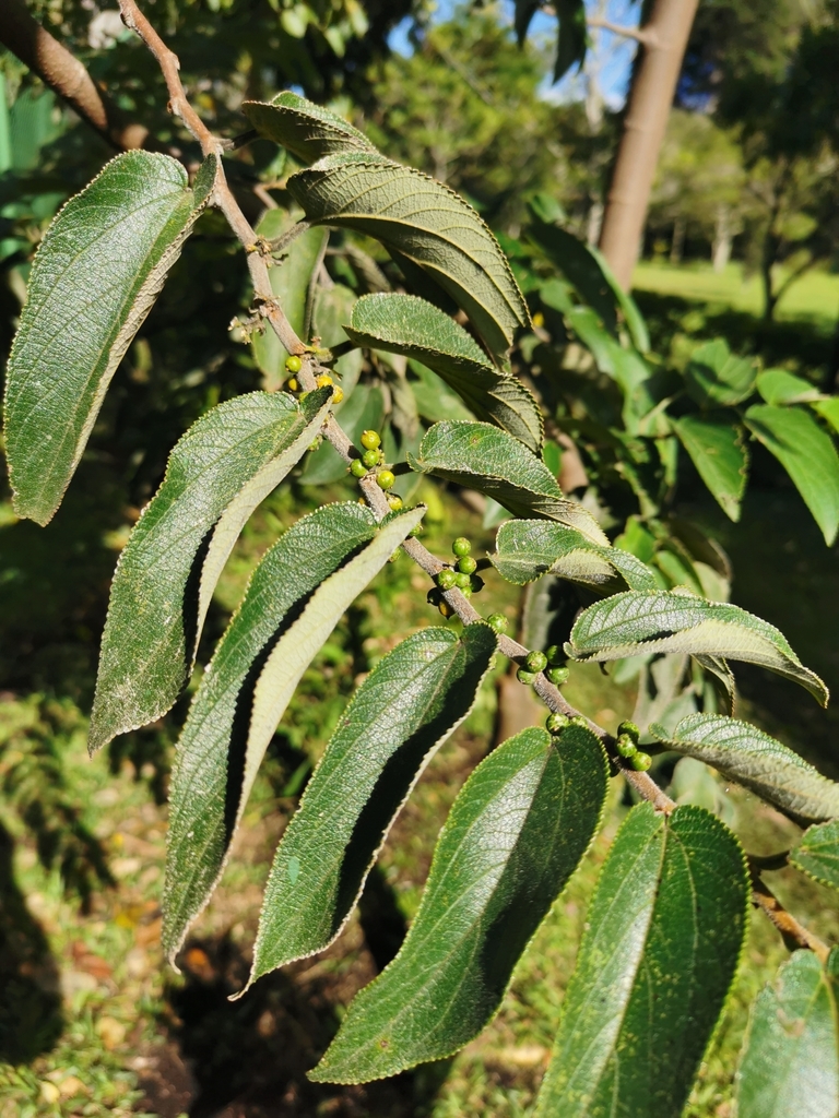 Capulín cimarrón desde Heredia, Costa Rica el martes, 27 de julio de ...