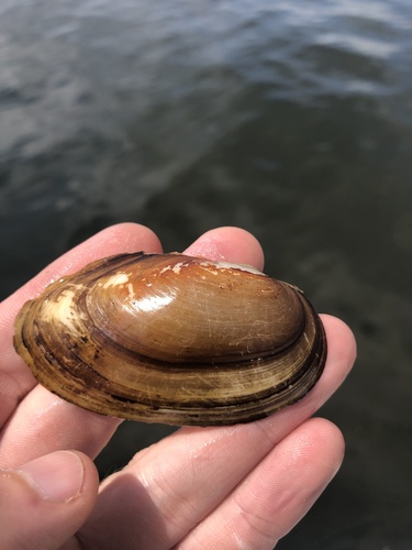 Observations by brenton_butterfield · iNaturalist