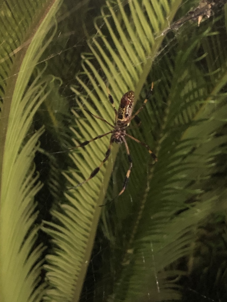 Golden Silk Spider from Grand Bay Wilmer Rd S, Grand Bay, AL, US on ...