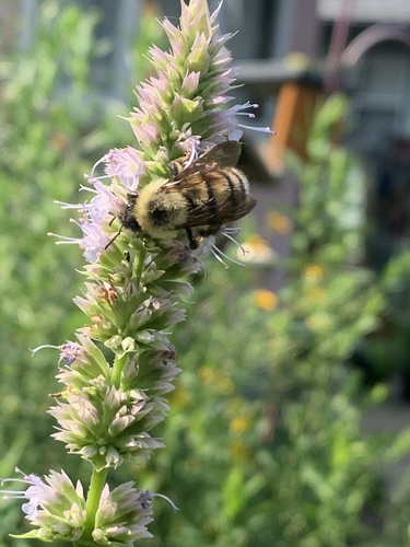 Observations by tam_smith · iNaturalist