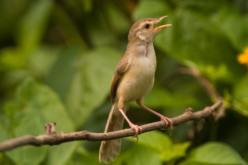 Subspecies Prinia inornata extensicauda · iNaturalist