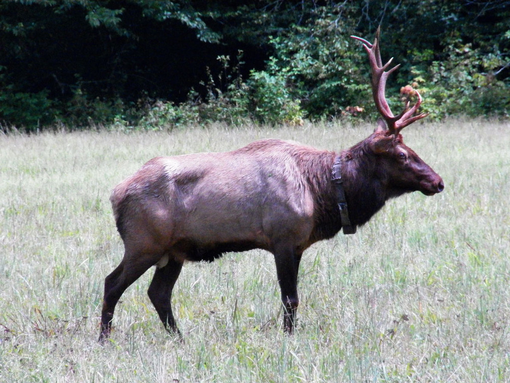 American Elk in August 2017 by Robert Ash · iNaturalist