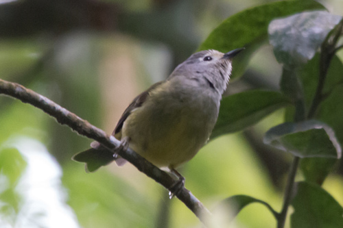 Subspecies Lophozosterops javanicus javanicus · iNaturalist