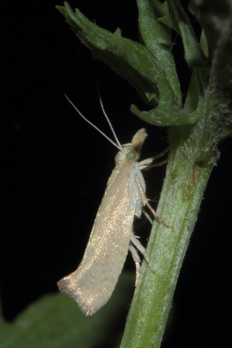Ypsolopha rhinolophi · iNaturalist United Kingdom