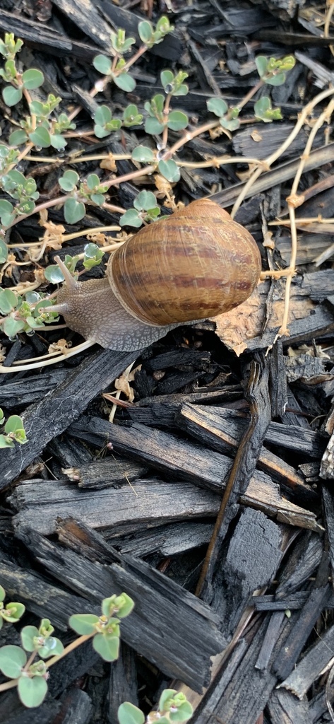 Garden Snail from Glacier Pl, Davis, CA, US on July 28, 2021 at 07:43 ...