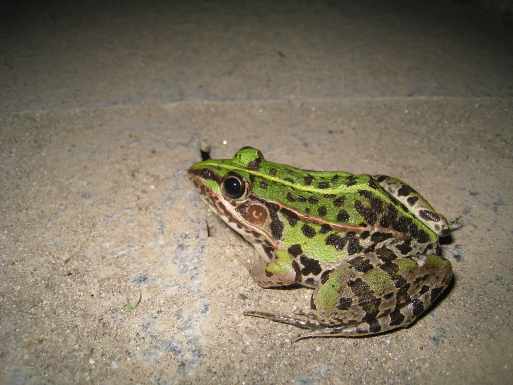 Black-spotted Frog in August 2013 by Taewoo Kim · iNaturalist