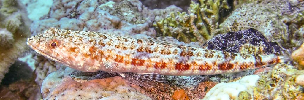 Variegated Lizardfish from Siyul South, Egypt. on September 18, 2017 at ...