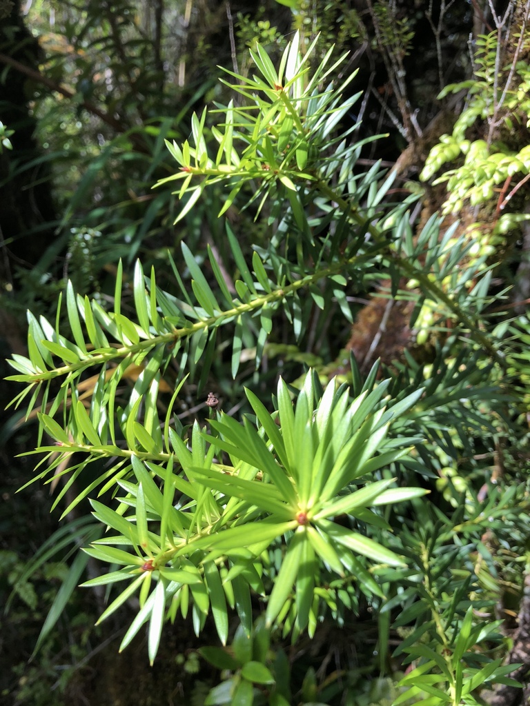 Chilean totara from Chonchi, Chonchi, Los Lagos, CL on March 31, 2018 ...