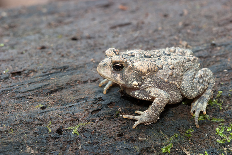 American Toad from Verdun, Montreal, QC, Kanada on November 1, 2003 at ...