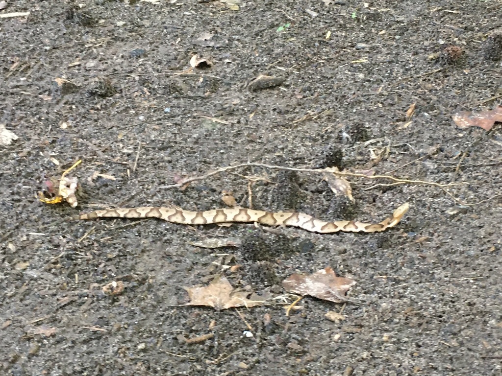 Eastern Copperhead in July 2021 by Jacob Stark · iNaturalist