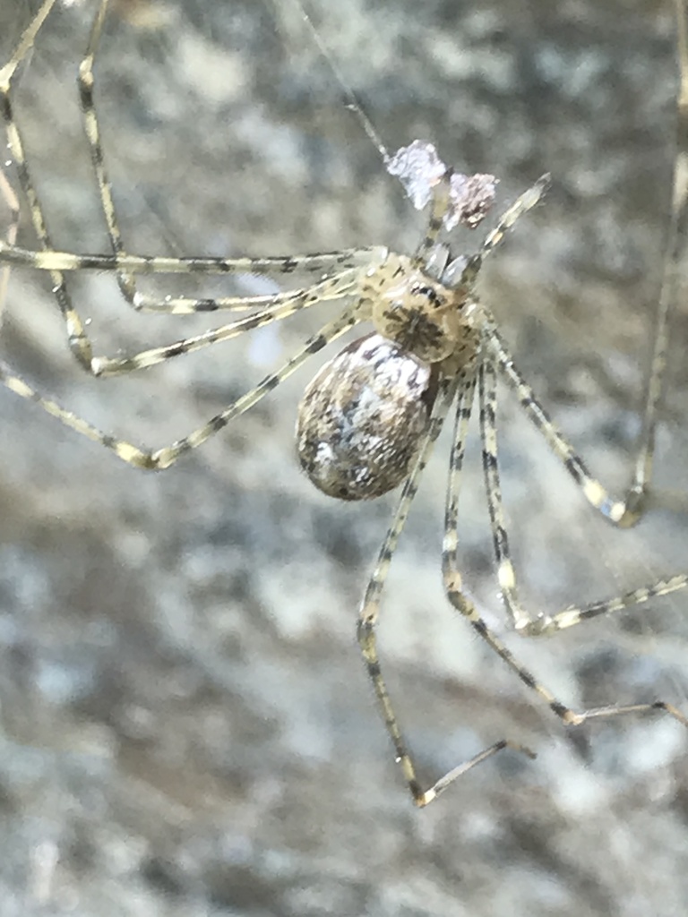 Pocock's Lampshade-web Spider from Pisgah National Forest, Banner Elk ...
