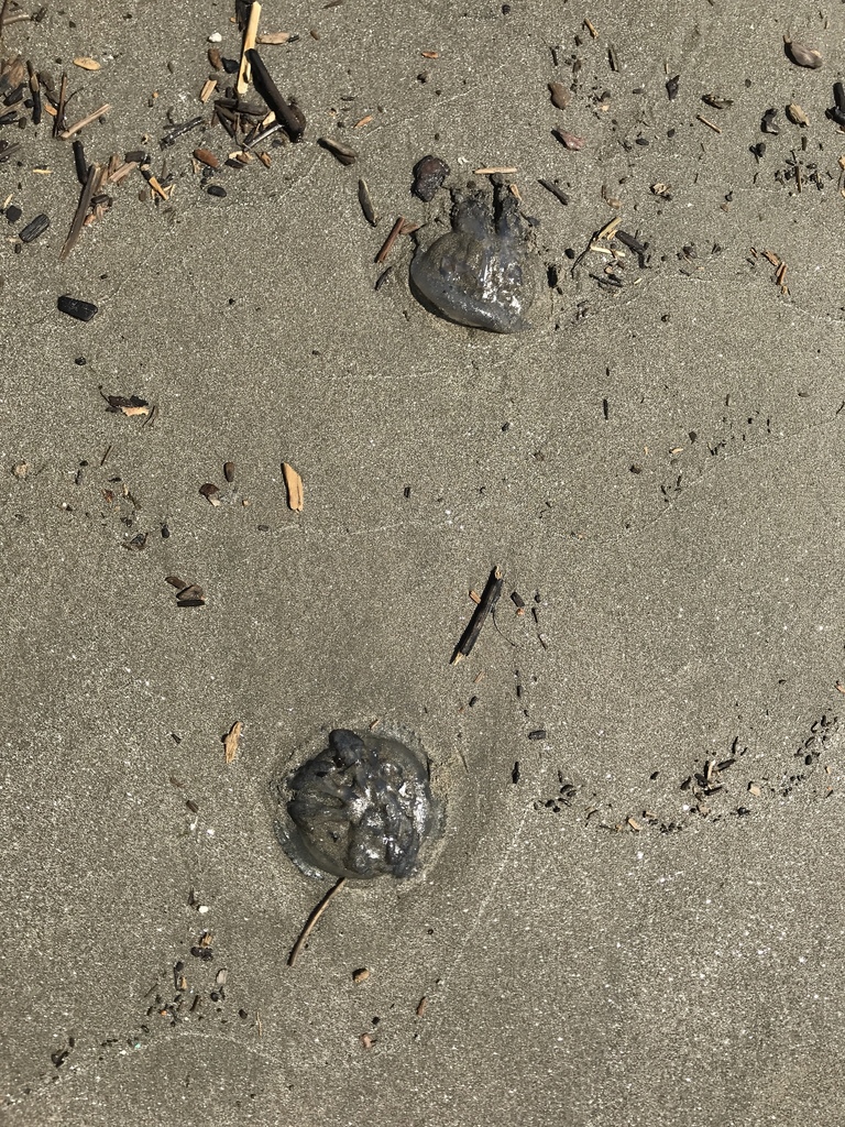 Root-mouth Jellies from Omoa Cortes, Omoa, Cortes, HN on April 1, 2018 ...