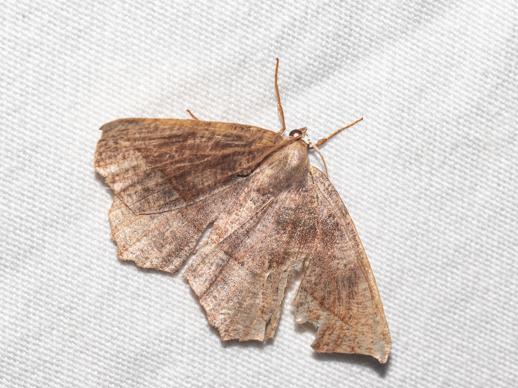 Curved-toothed Geometer Moth from Patuxent Research Refuge, Anne ...