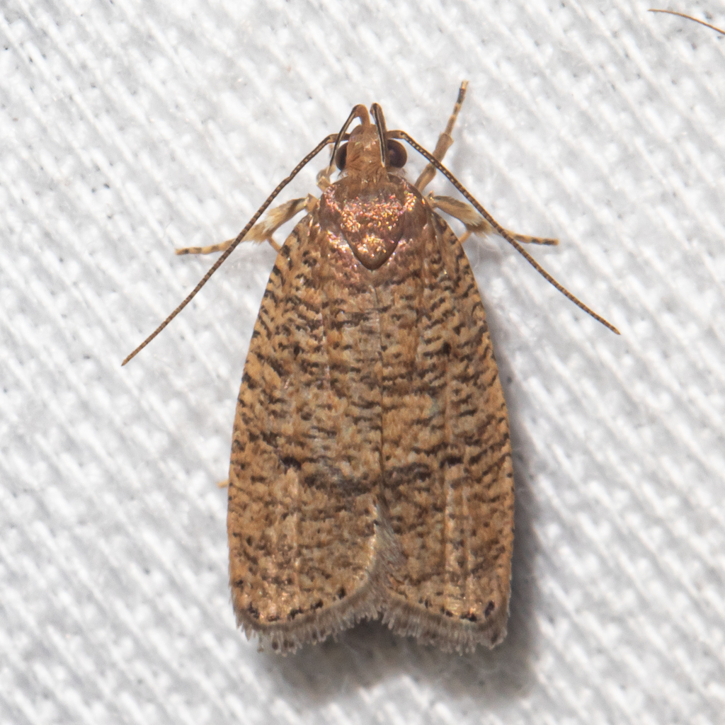 Oak Leaftier Moth from Patuxent Research Refuge, Anne Arundel, Maryland ...