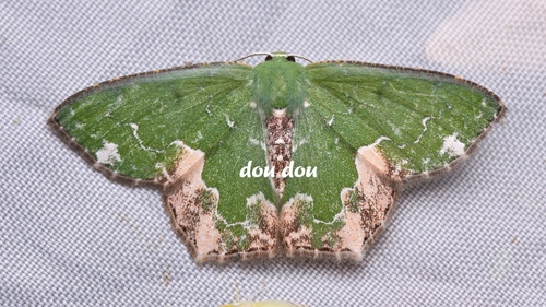 Eucyclodes infracta · iNaturalist United Kingdom