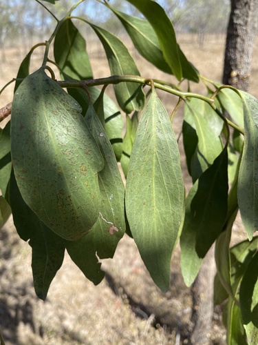 Capparis umbonata · iNaturalist