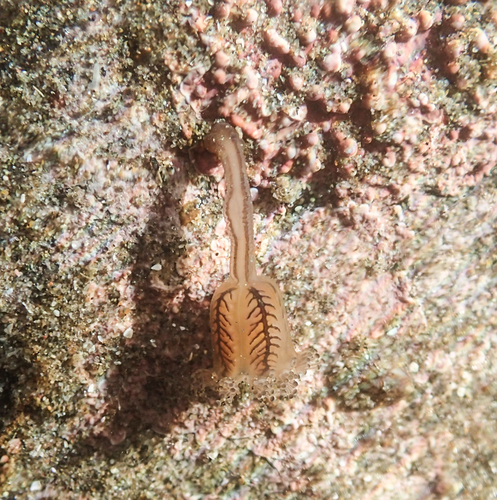 Manania distincta · iNaturalist