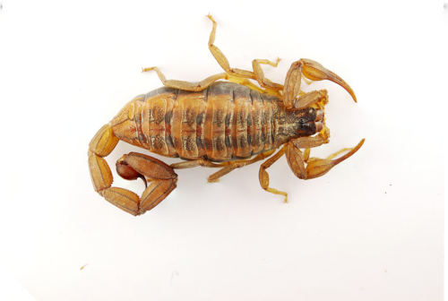 Subespecies Centruroides infamatus ornatus · iNaturalist Mexico