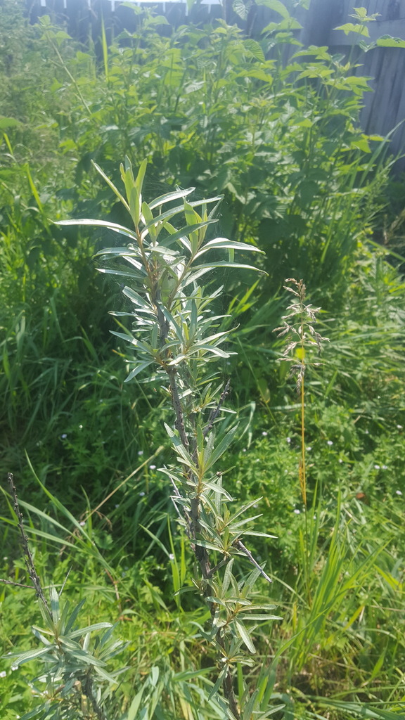 Sea-buckthorn from Khüder, Selenge, Mongolia on July 28, 2021 at 10:44 ...