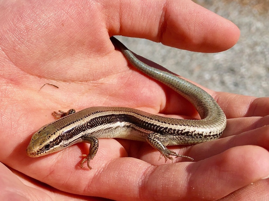 Western Skink from Chelan County, WA, USA on April 01, 2018 at 12:23 PM ...