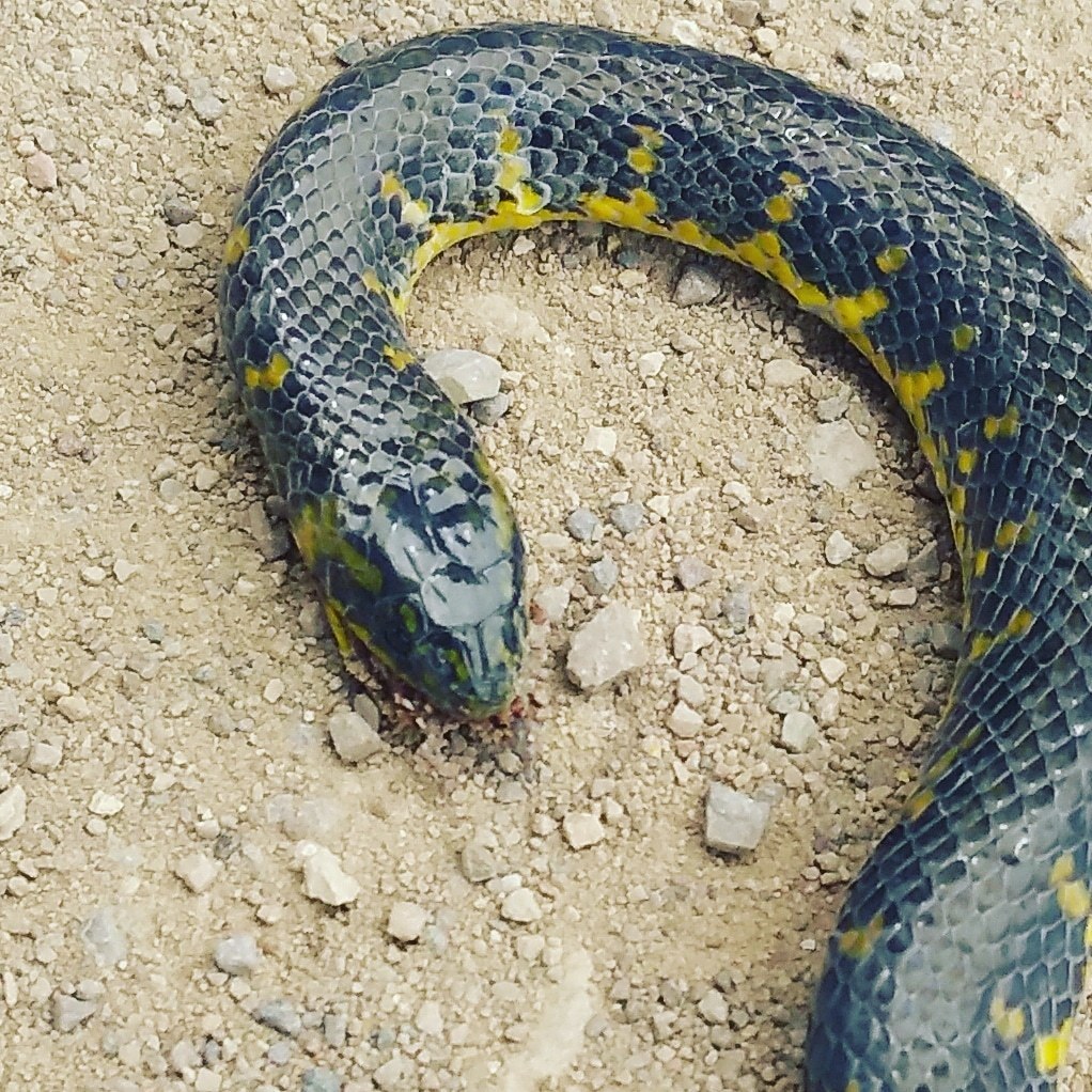 Thickhead Ground Snake from Via Tenjo - Chia, Tenjo, Cundinamarca ...