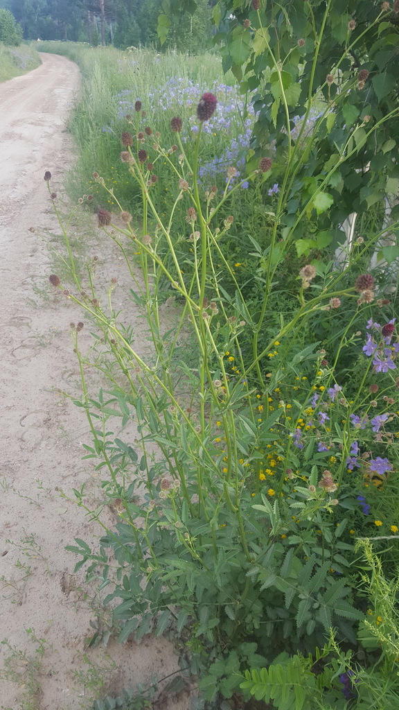 Great burnet from Altanbulag, Selenge, Mongolia on July 28, 2021 at 06: ...