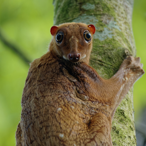 Philippine Flying Lemur A Flying Lemur That Can't Fly And Isn't A
