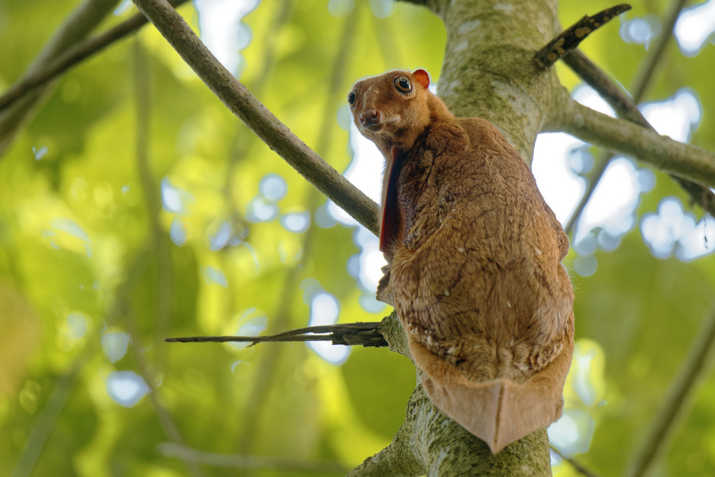 Sunda Colugo (Galeopterus variegatus) - Know Your Mammals