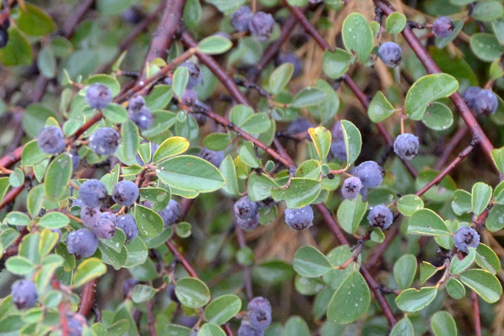 Cotoneasters from Baku, Azerbaijan on November 18, 2017 at 11:22 AM by ...