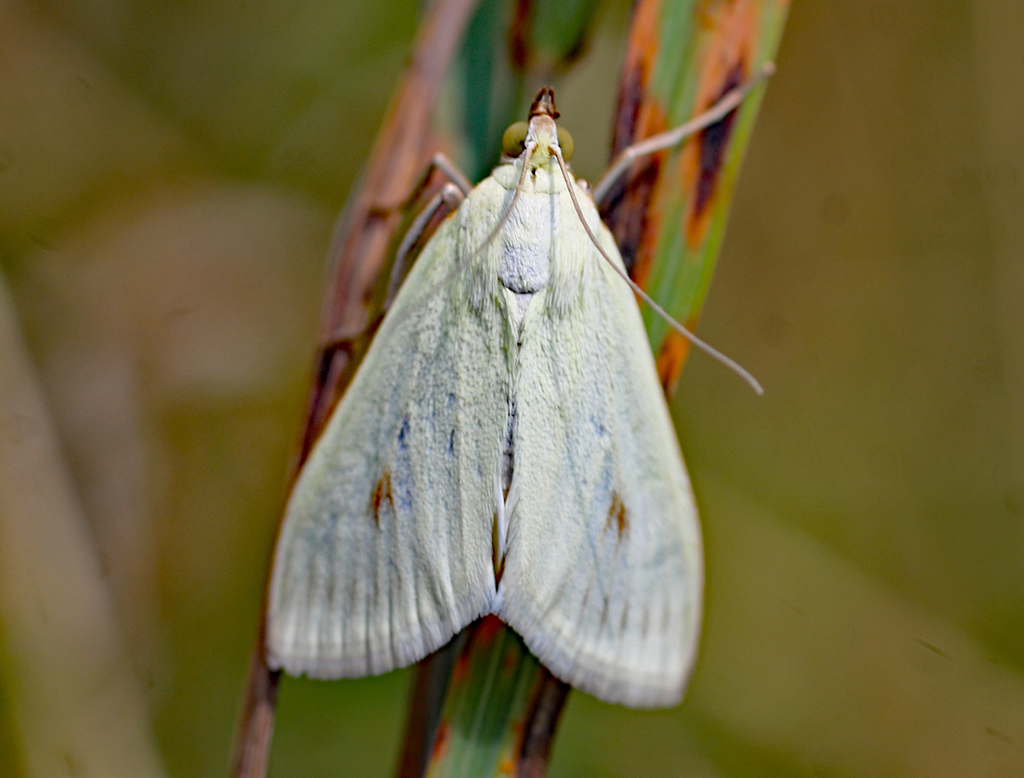 Carrot Seed Moth from Fawn Grove, PA 17321, USA on July 22, 2021 at 04: ...