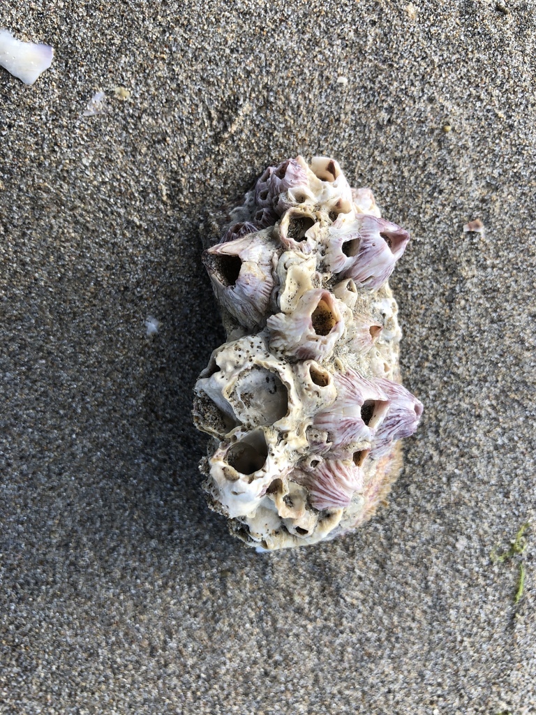 Triangle Barnacle from Caribbean Sea, Uribia, La Guajira, CO on March ...