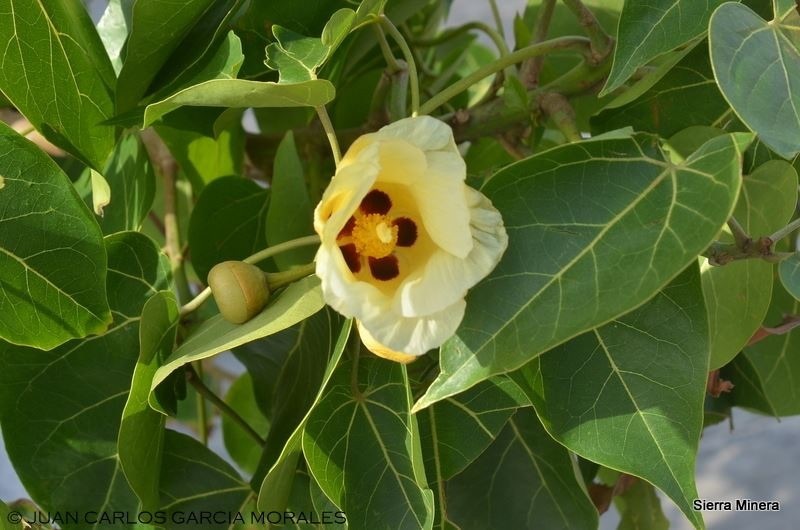Portia tree from Cozumel on May 11, 2014 by Juan Carlos Garcia Morales ...